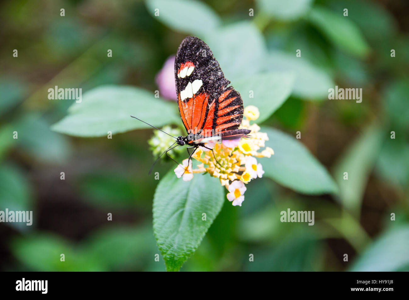 Common postman butterfly hi-res stock photography and images - Alamy