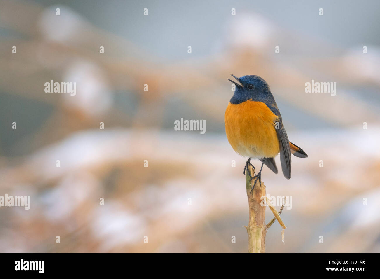 Male Blue-fronted Redstart (Phoenicurus frontalis) also called Blue ...