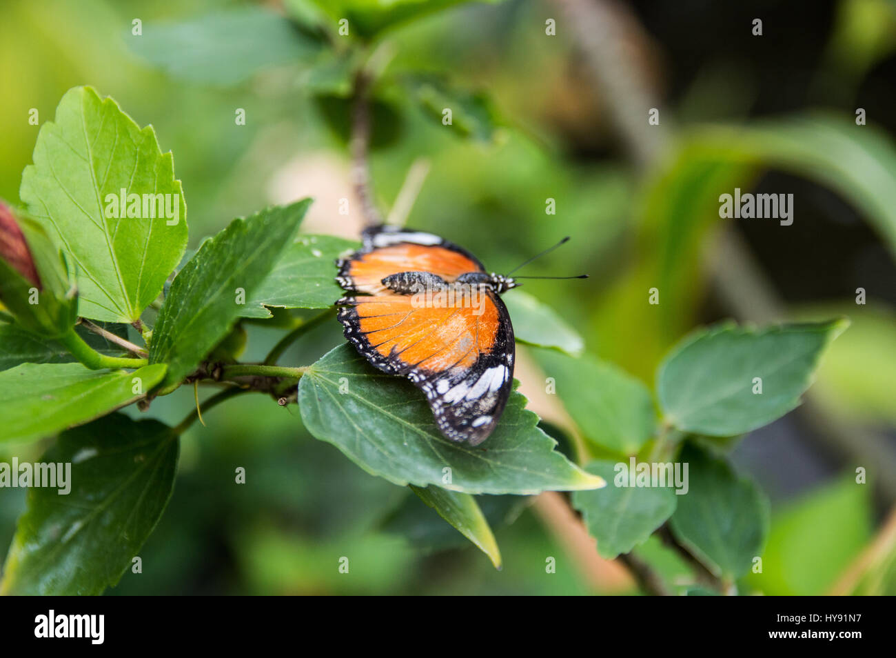 Green lacewing flying hi-res stock photography and images - Alamy