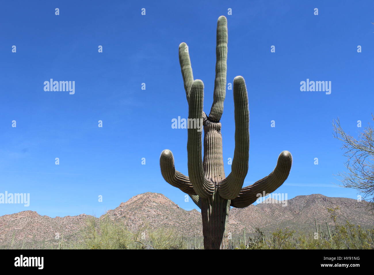 Saguaro cactus, Saguaro National Park, near Tucson AZ USA Stock Photo ...