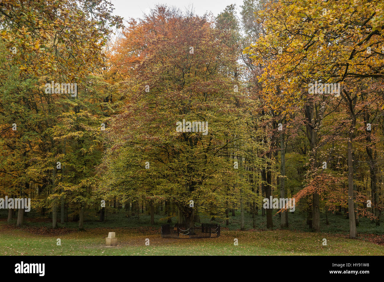 The last surviving tree from the Battle of Delville wood, Longueval ...