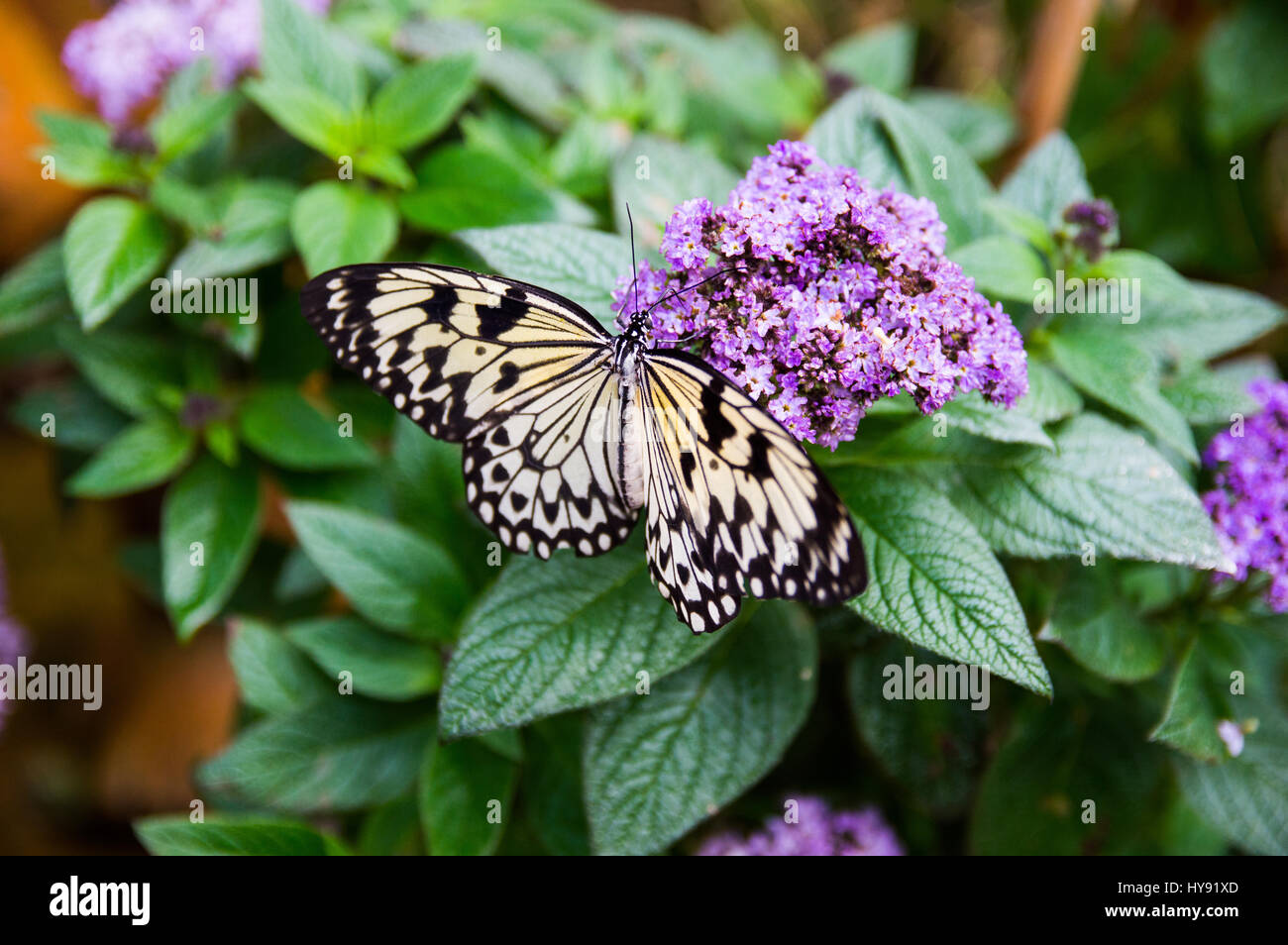 Great Tree Nymph on plant Stock Photo - Alamy