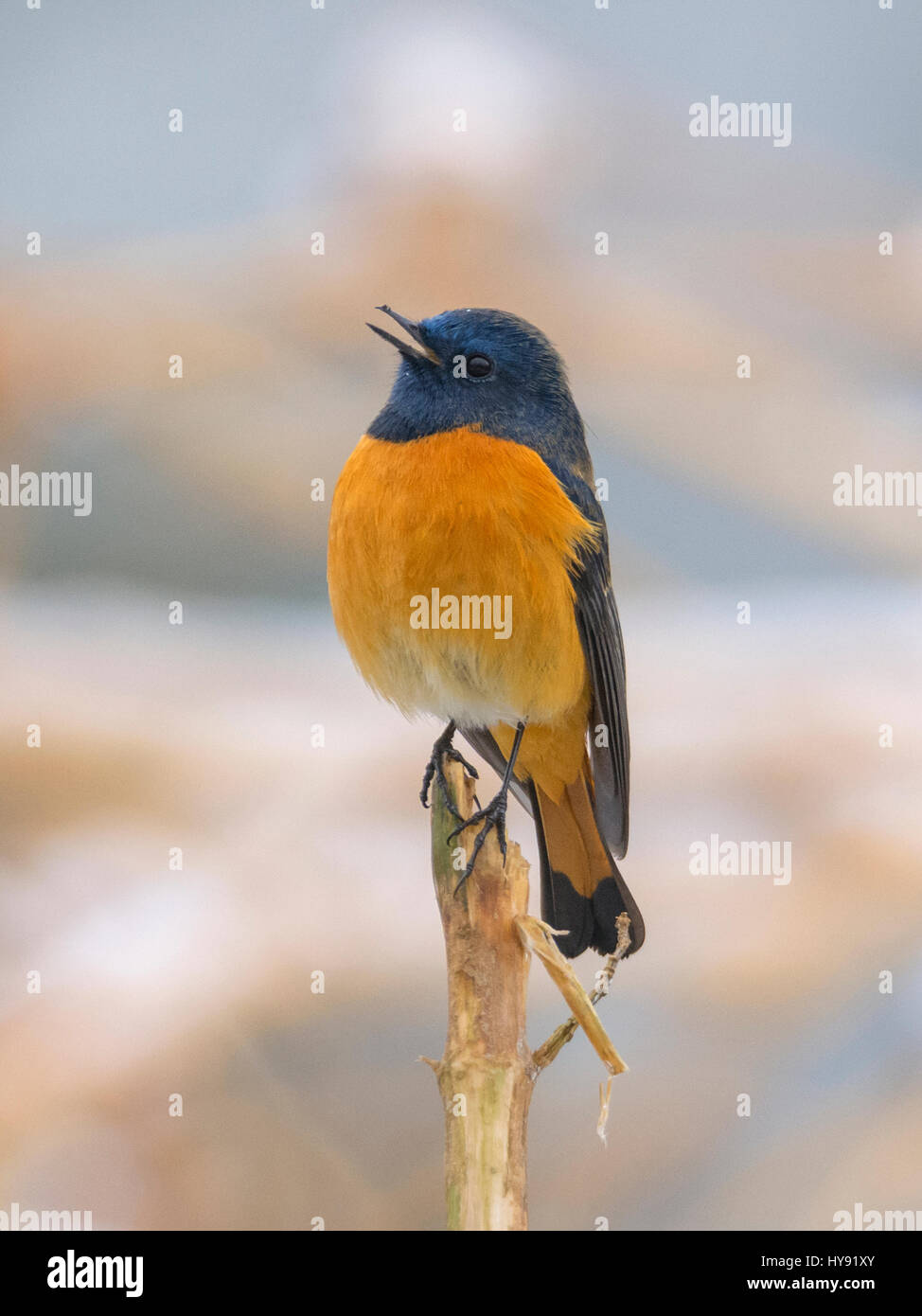 Male Blue-fronted Redstart (Phoenicurus frontalis) also called Blue ...