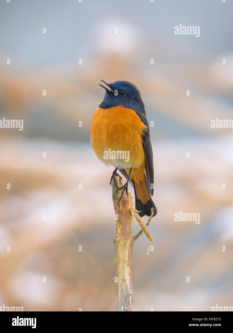 Male Blue-fronted Redstart (Phoenicurus frontalis) also called Blue ...
