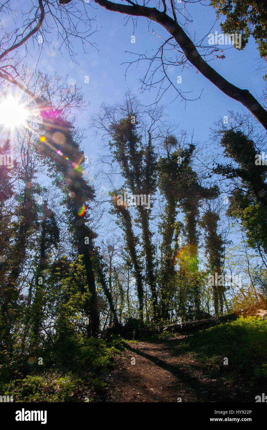 Strange trees overgrown vines, bathed in the morning, the spring sun ...
