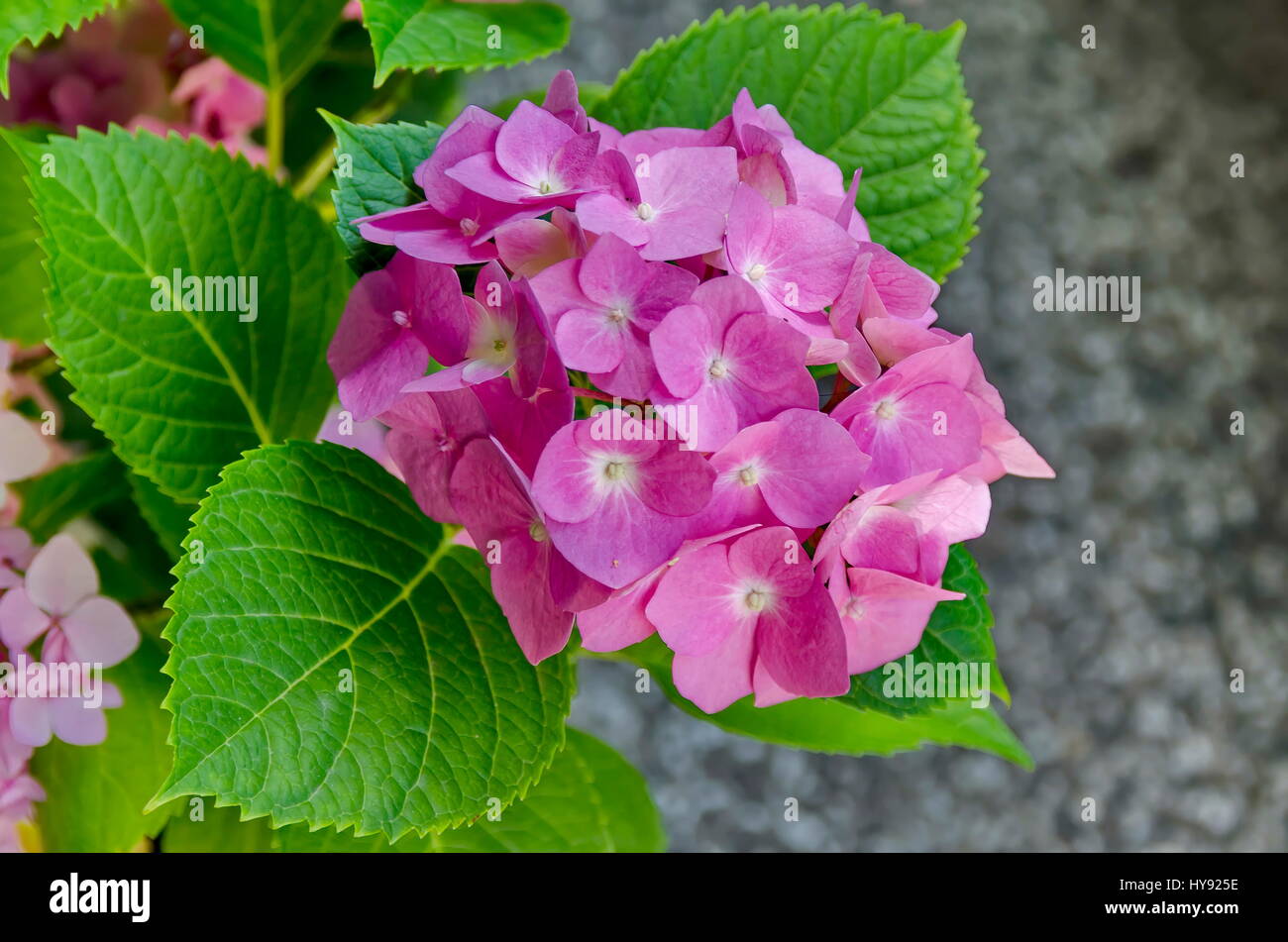 Multiple pink hydrangea plant or hortensia flower with leaves in the ...