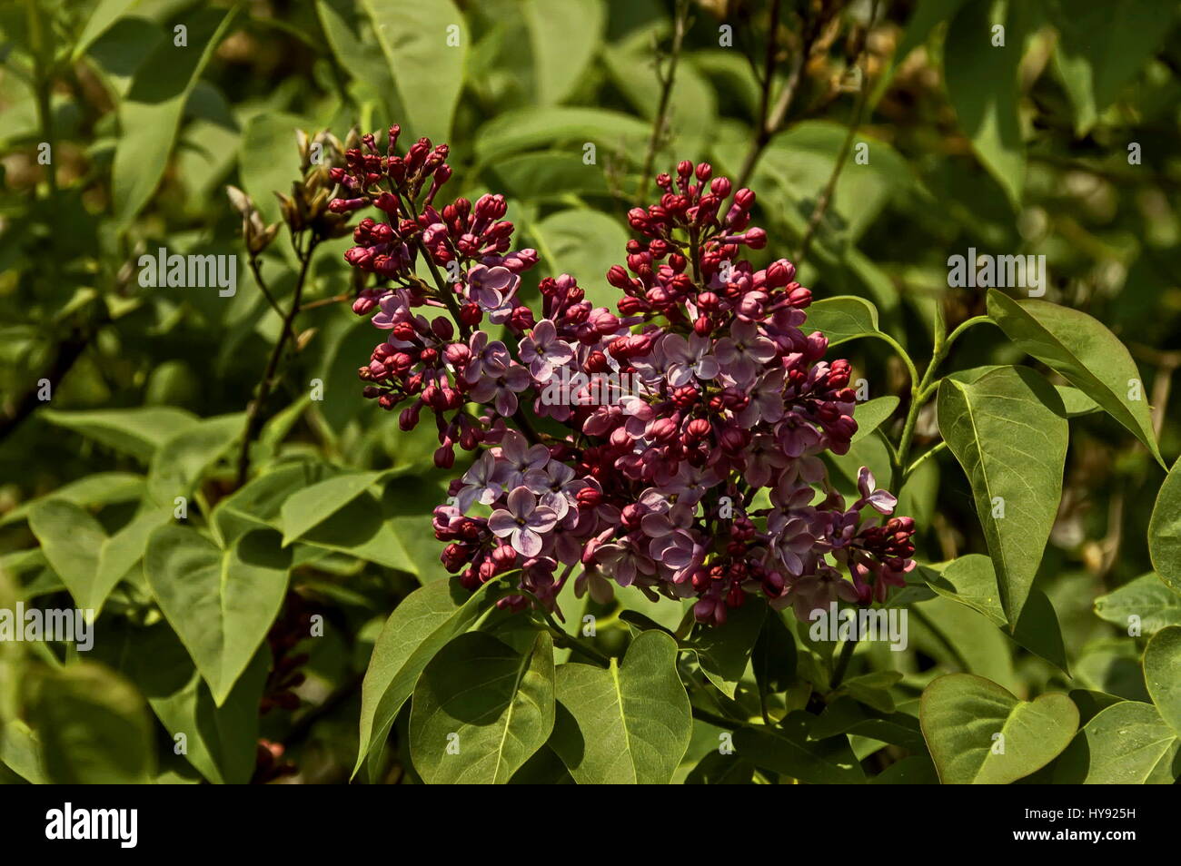 Beautiful bouquet of lilac flowers, Sofia, Bulgaria Stock Photo - Alamy