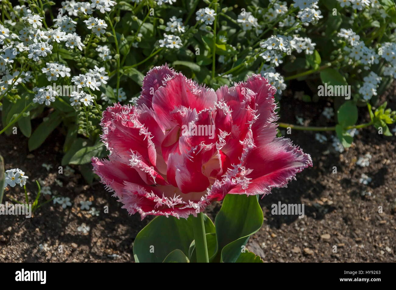 The blooming variegated tulips and white forget-me-not flowers, Sofia ...