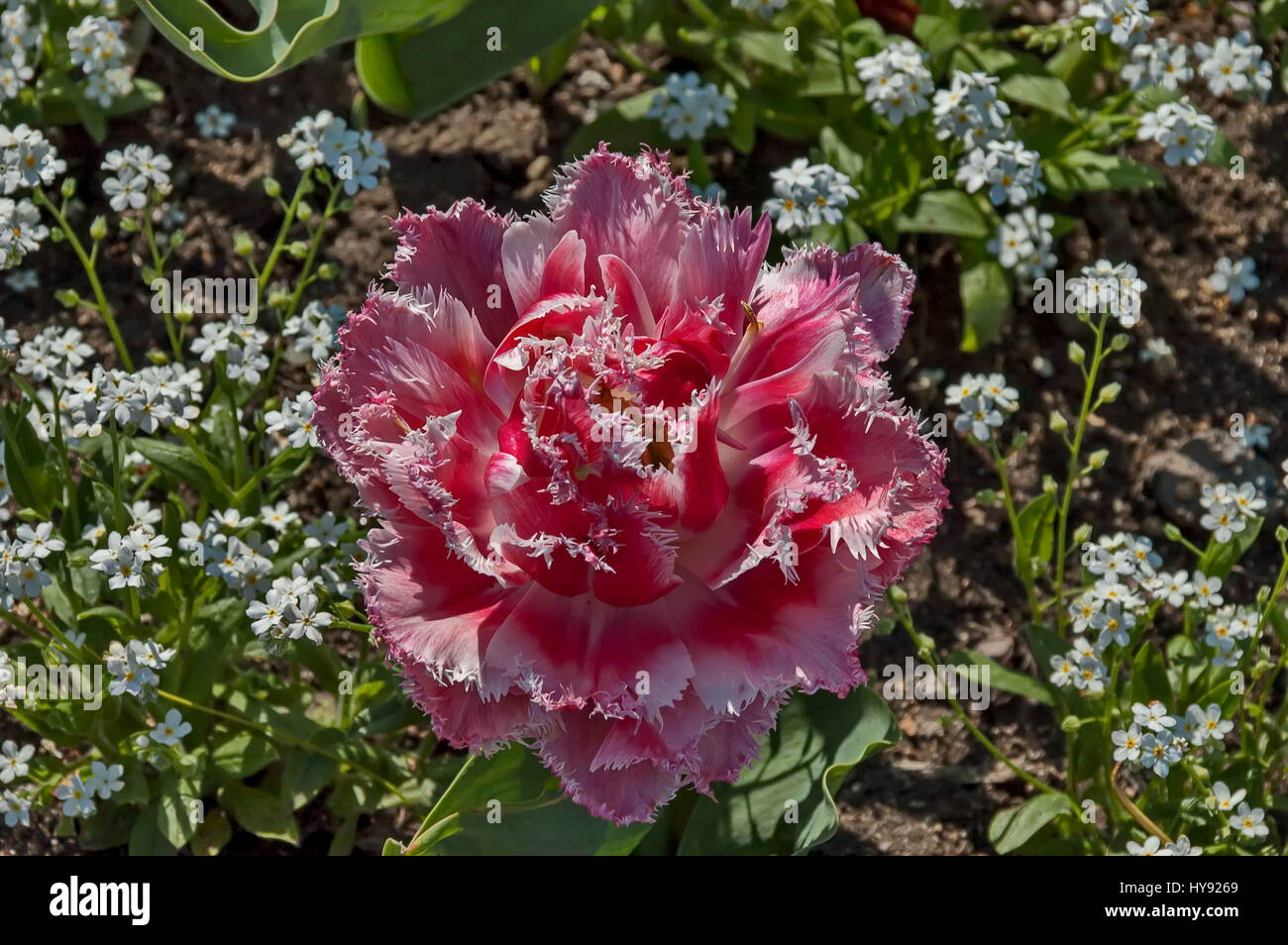 The blooming variegated tulips and white forget-me-not flowers, Sofia ...