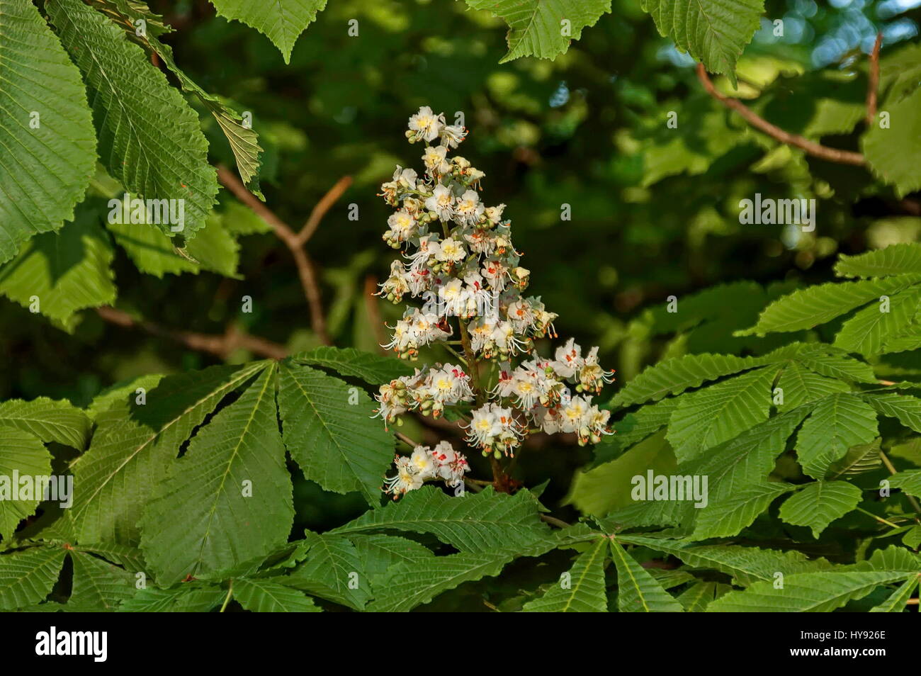 Conker tree hi-res stock photography and images - Alamy