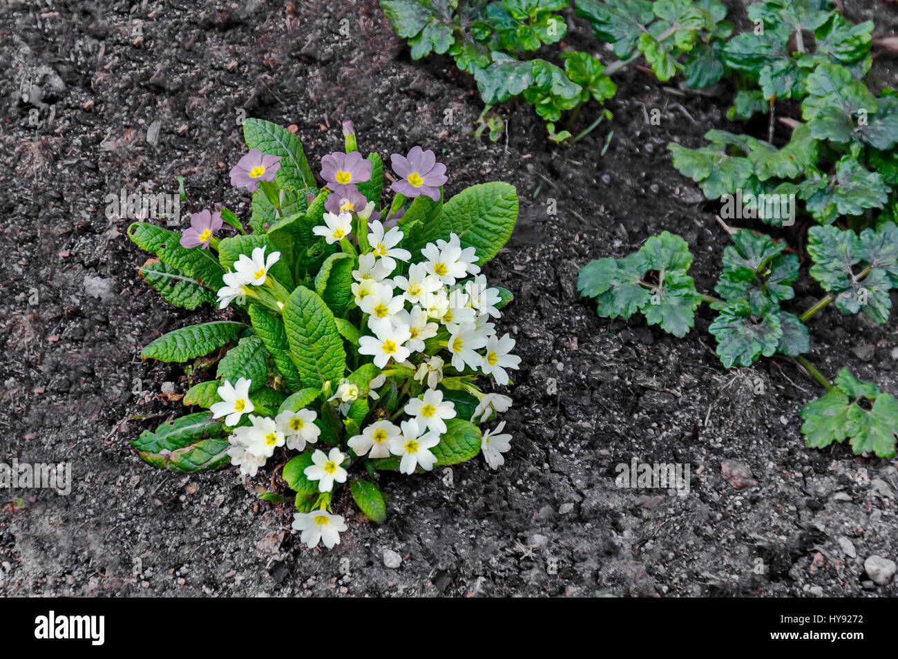 Primrose leaf hi-res stock photography and images - Alamy