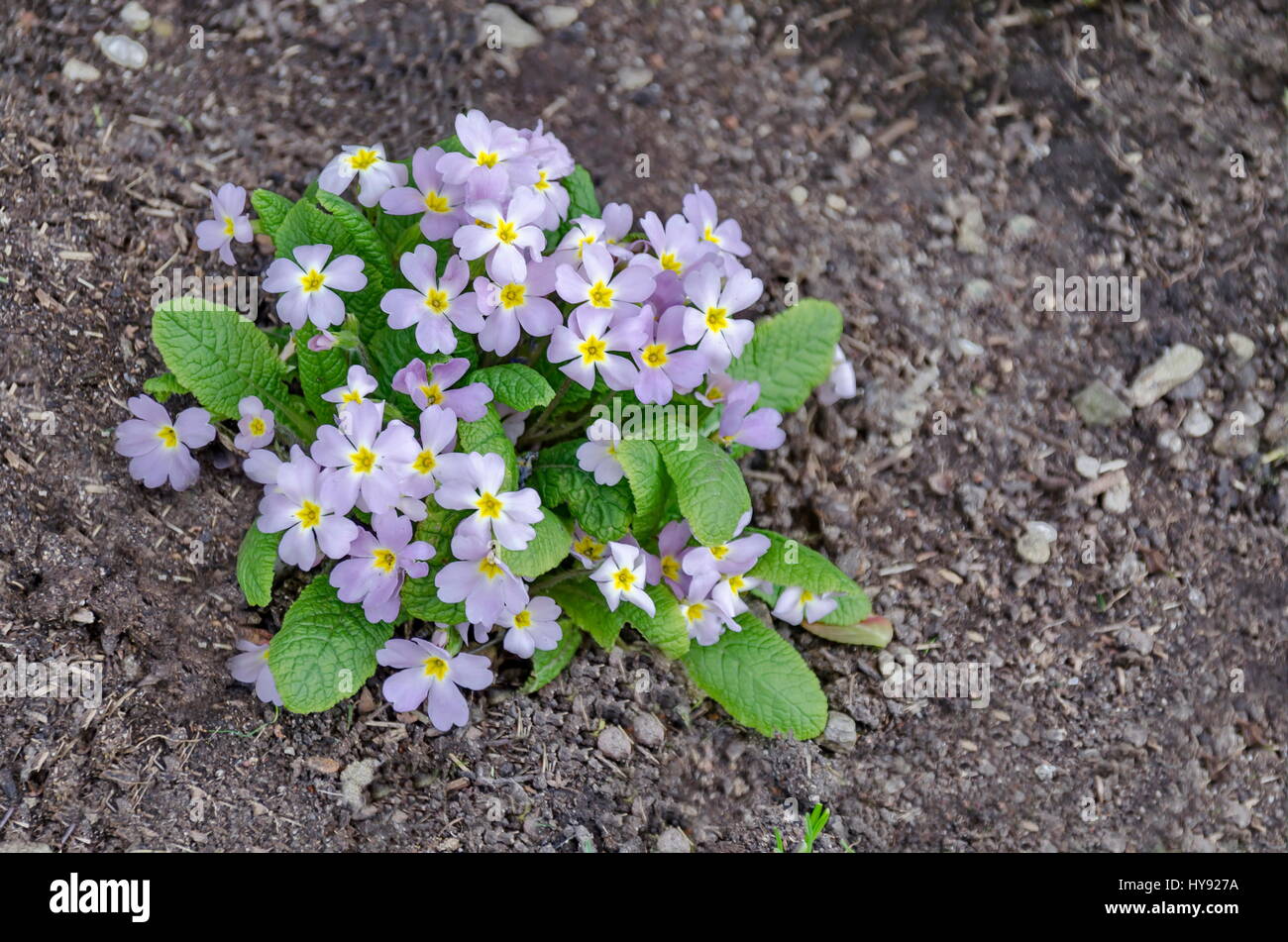 Primrose leaf hi-res stock photography and images - Alamy