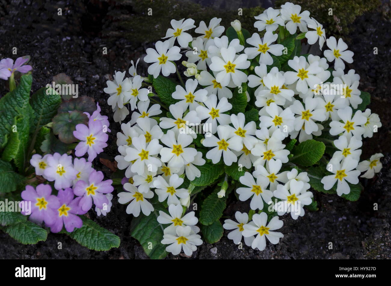 Primrose Flower Bed High Resolution Stock Photography and Images - Alamy