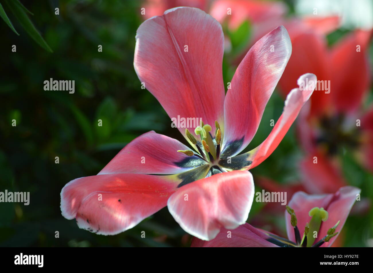 Inside tulip hi-res stock photography and images - Alamy