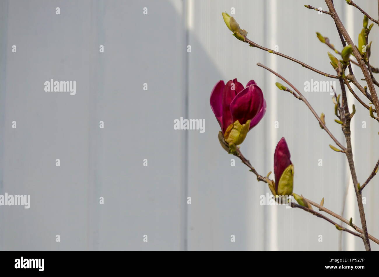Twig with red bloom and leaves of magnolia tree at springtime in garden ...