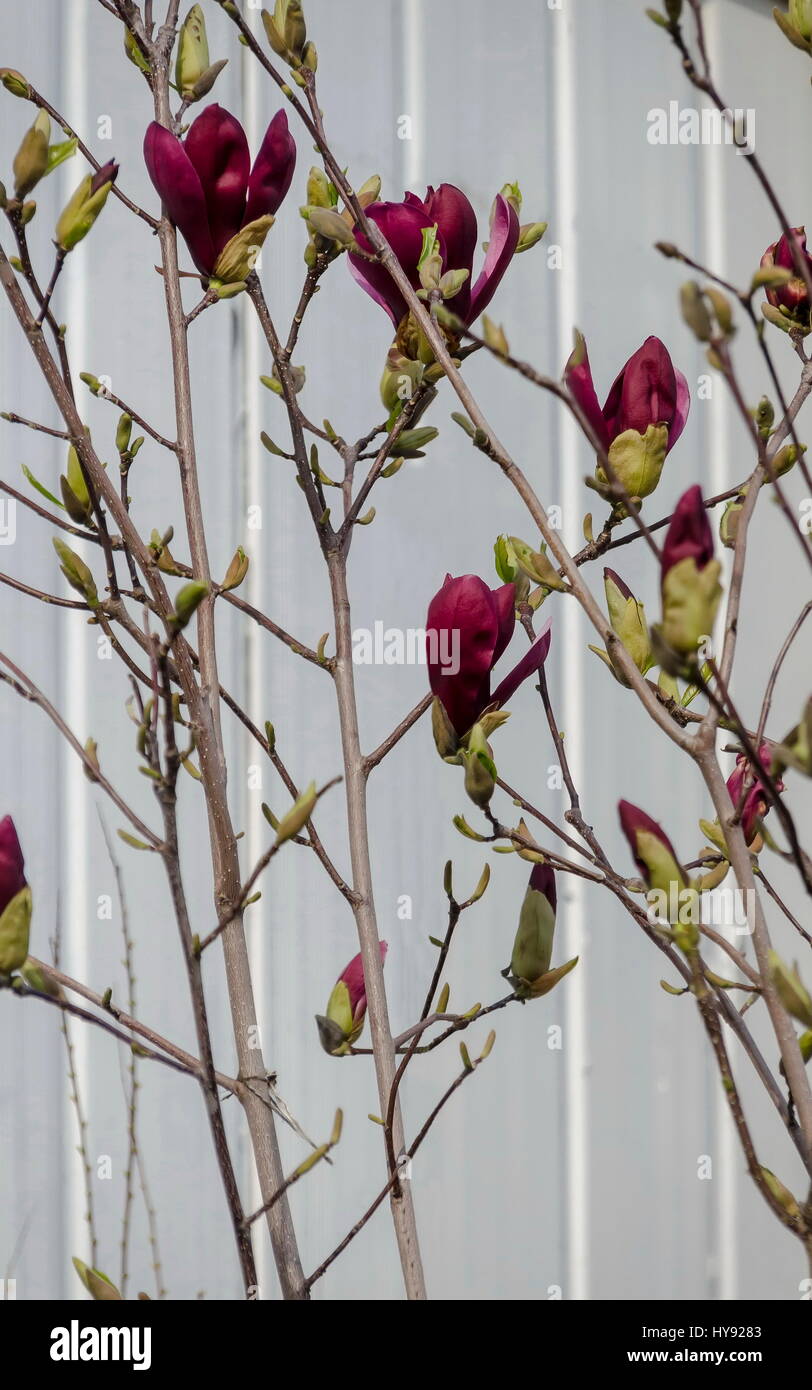 Twig with red bloom and leaves of magnolia tree at springtime in garden ...