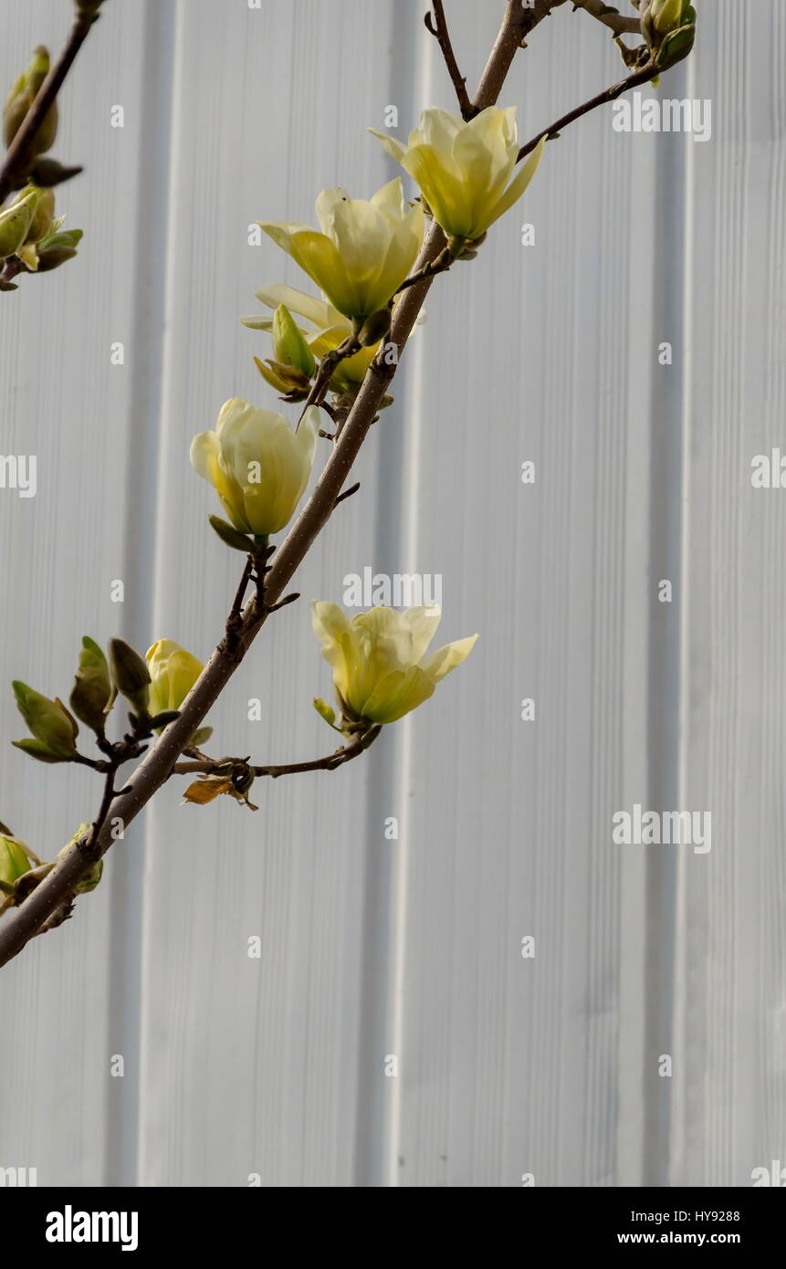 Twig with yellow bloom and leaves of magnolia tree at springtime in ...