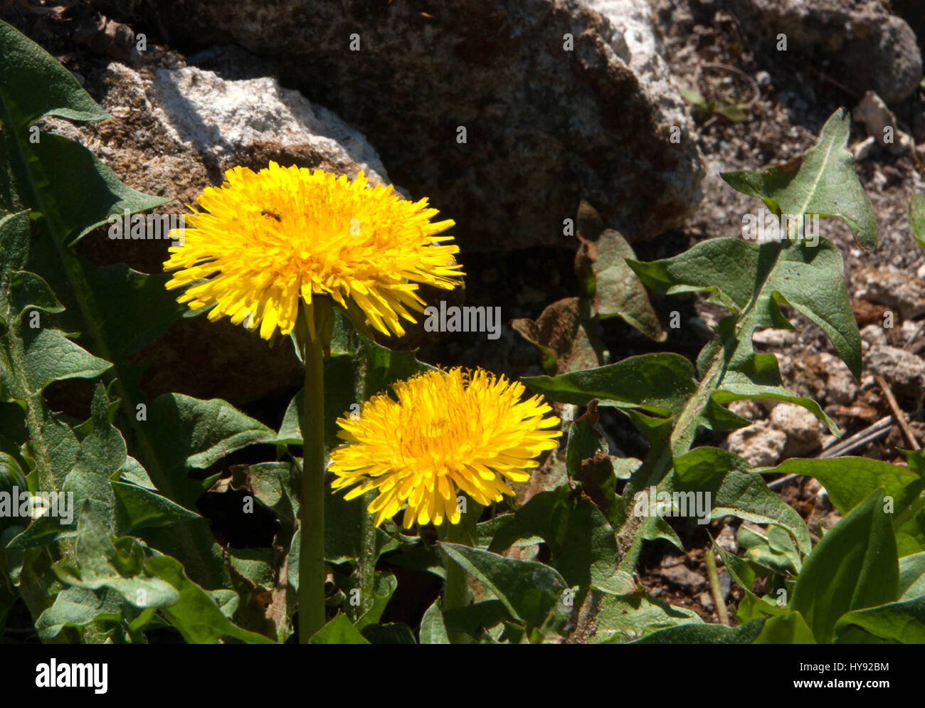 Close-up of dandelion flower photographed in nature Stock Photo - Alamy