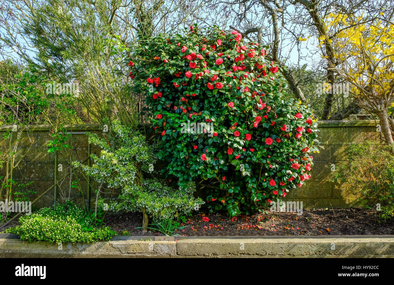 Camelia bush hi-res stock photography and images - Alamy