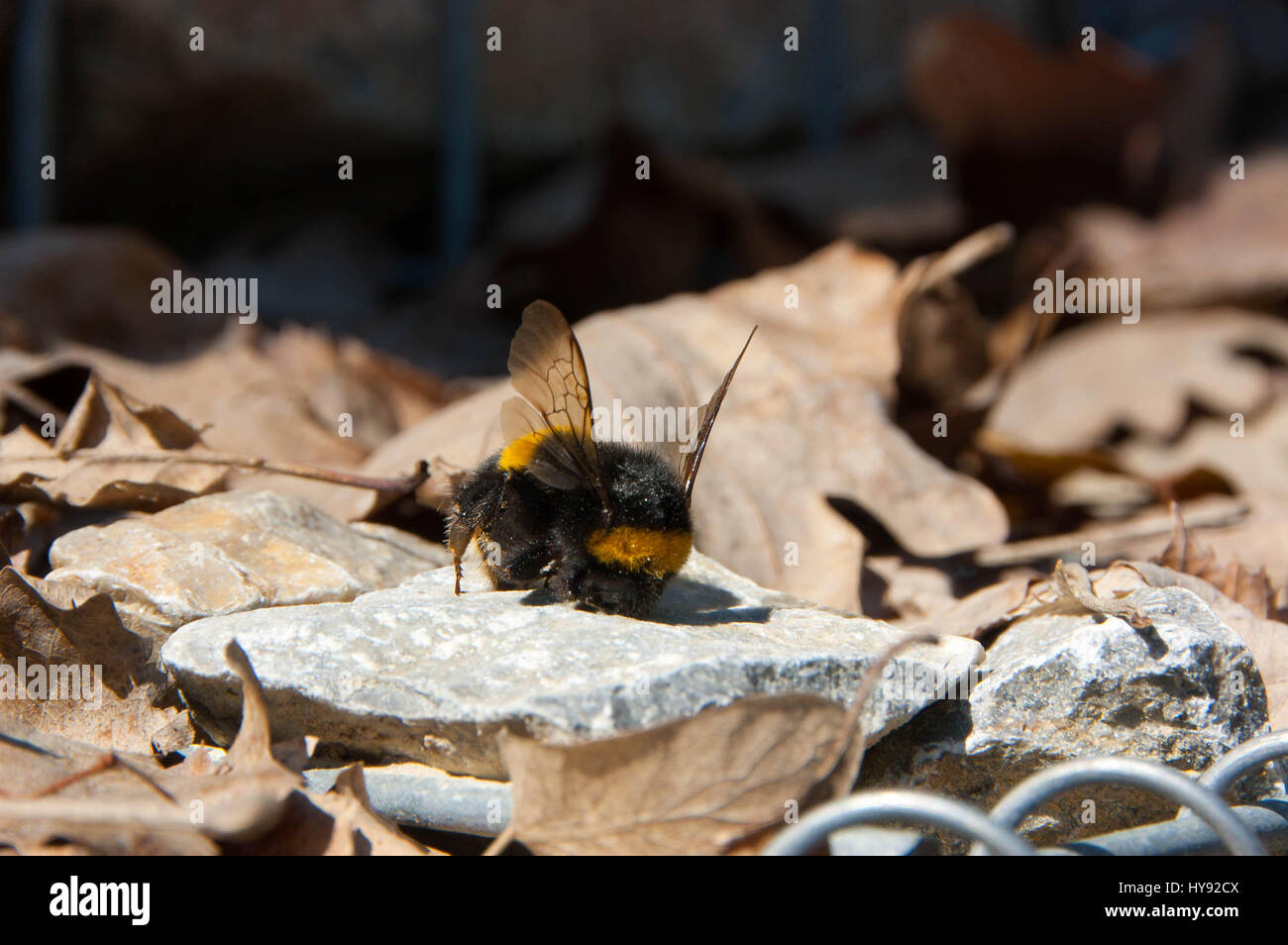 Dead Bumblebee standing on a rock with a background from the fallen ...