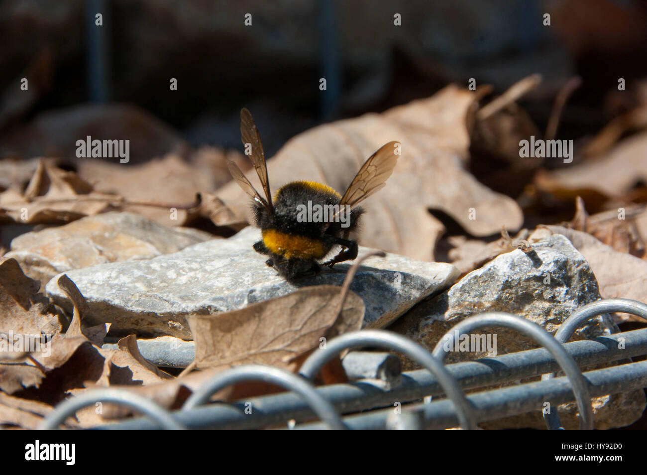 Dead bumblebee hi-res stock photography and images - Alamy