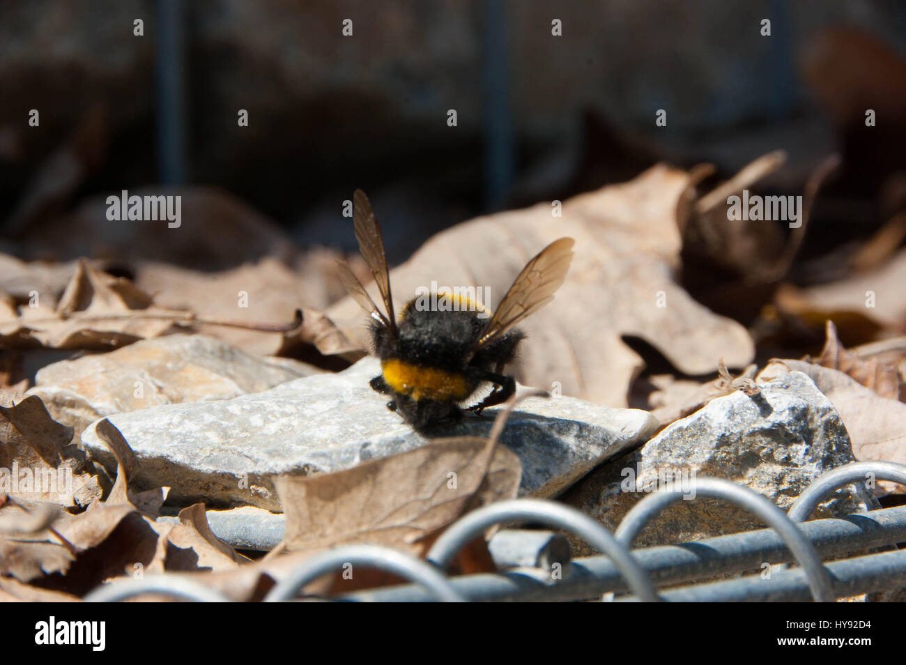 Dead Bumblebee standing on a rock with a background from the fallen ...