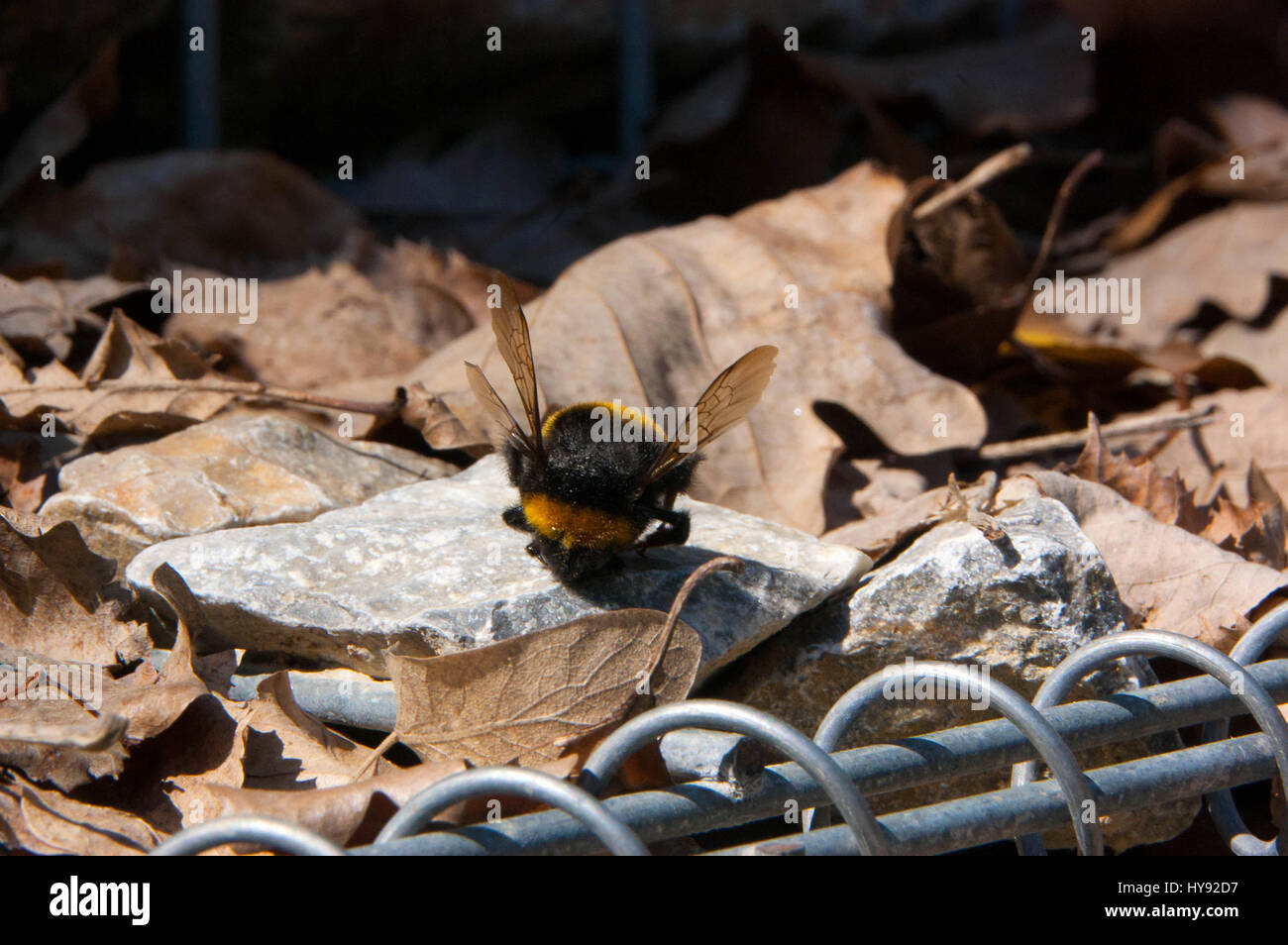 Dead Bumblebee standing on a rock with a background from the fallen ...