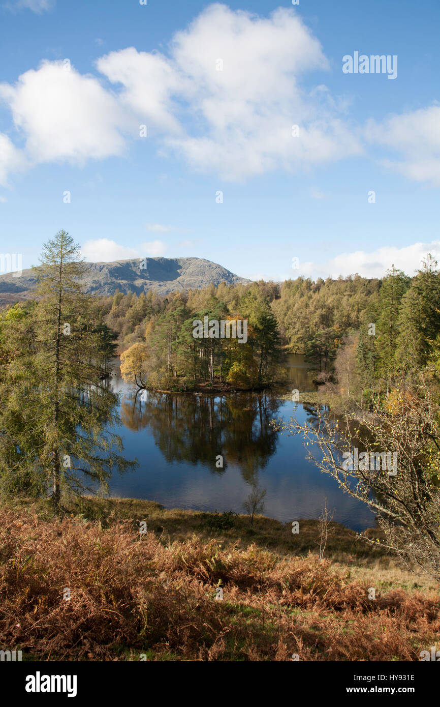 The wooded shore of Tarn Hows with The Old Man of Coniston and ...