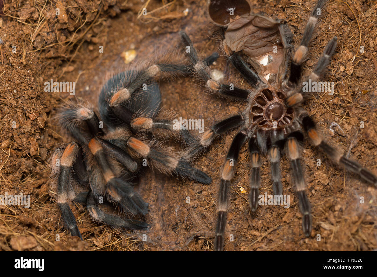 Mexican redknee tarantula shedding it's skin, Brachypelma smithi Stock ...