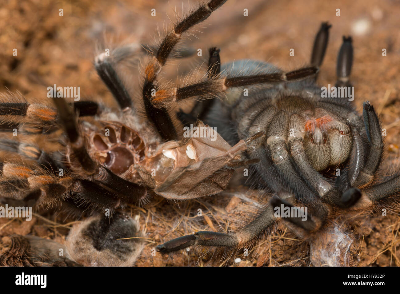 Mexican redknee tarantula shedding it's skin, Brachypelma smithi Stock ...