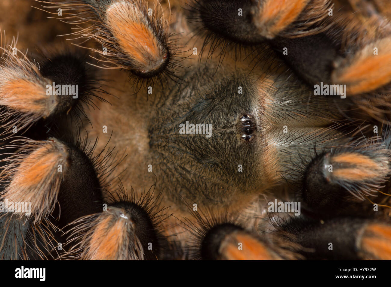 Tarantula shedding skin hi-res stock photography and images - Alamy