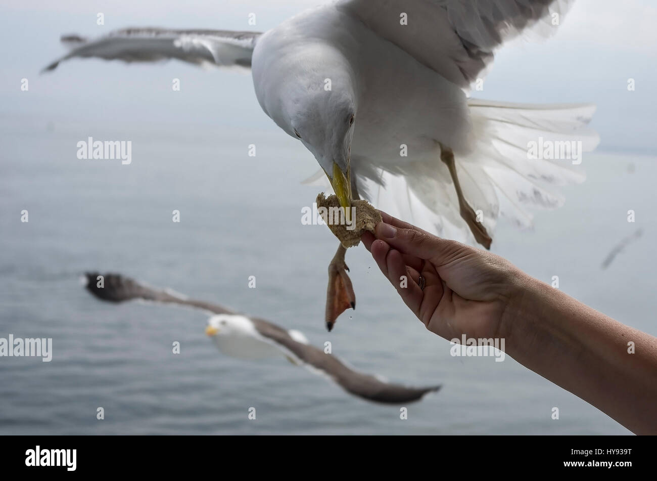 Animals fed bread hi-res stock photography and images - Alamy