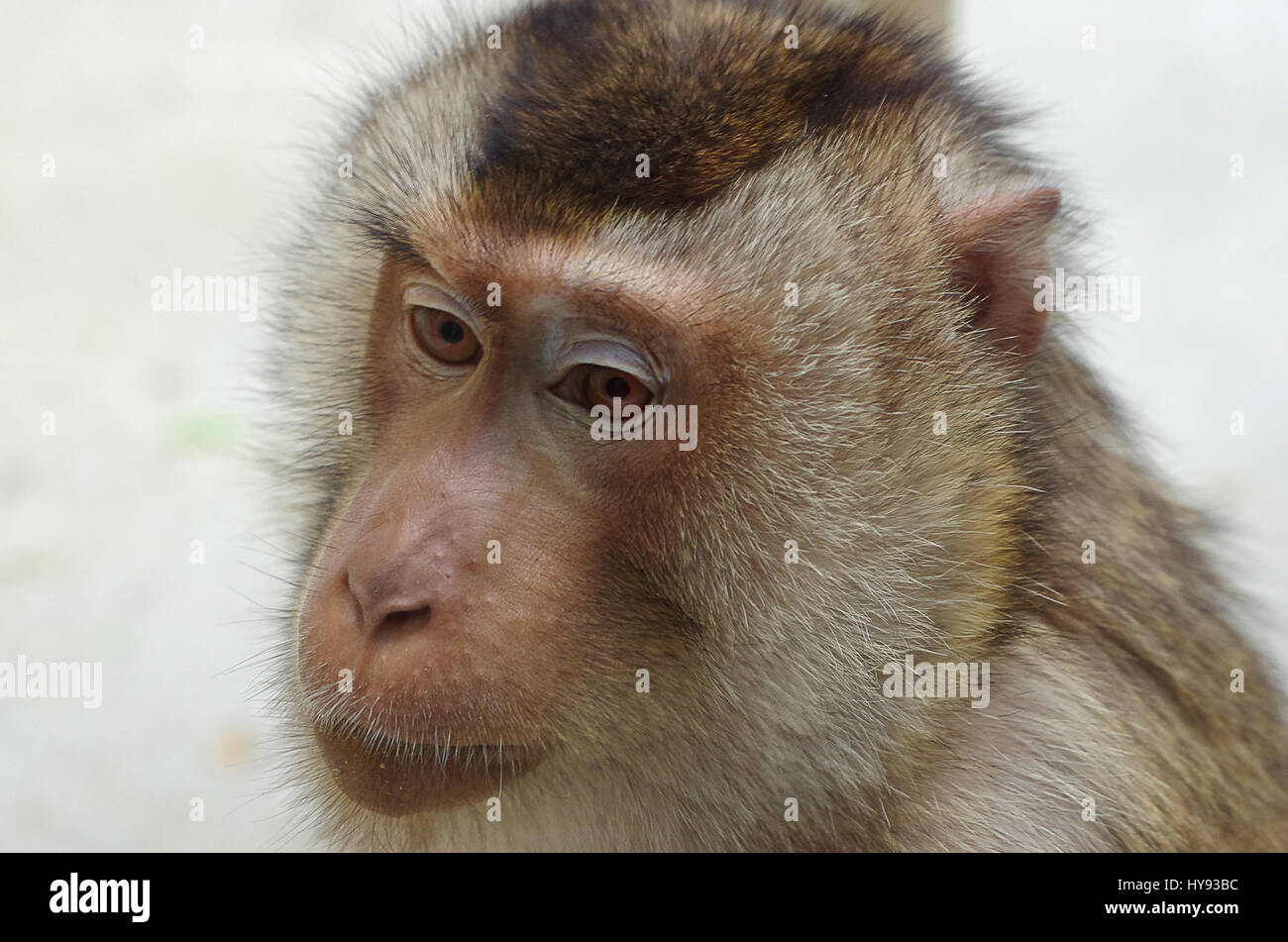 Asian macaques hi-res stock photography and images - Alamy
