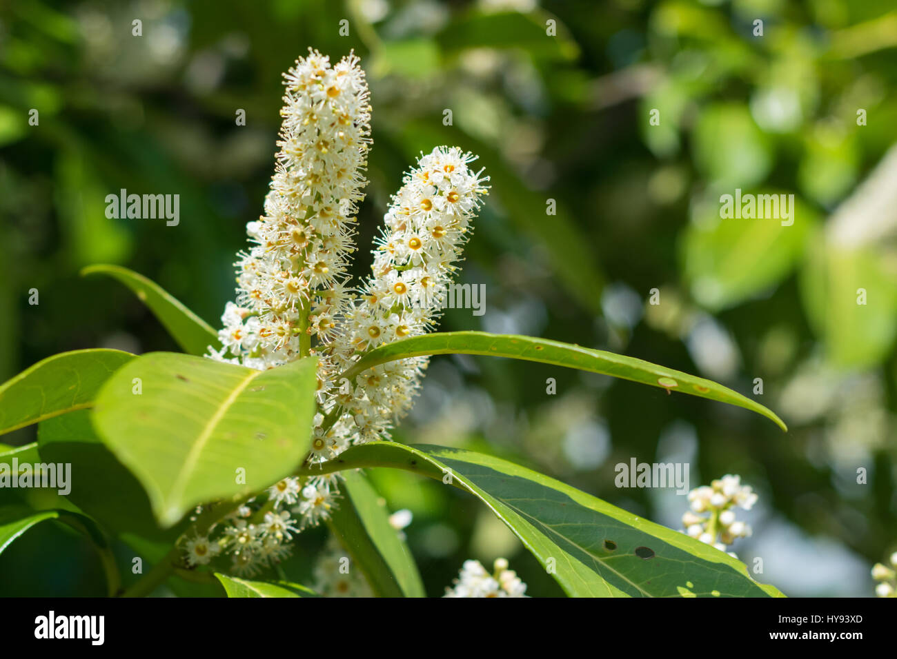 Pretty blooming tree hi-res stock photography and images - Alamy