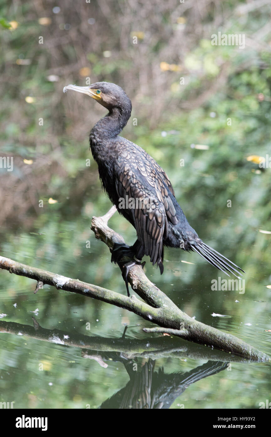 The great cormorant (Phalacrocorax carbo), known as the great black ...