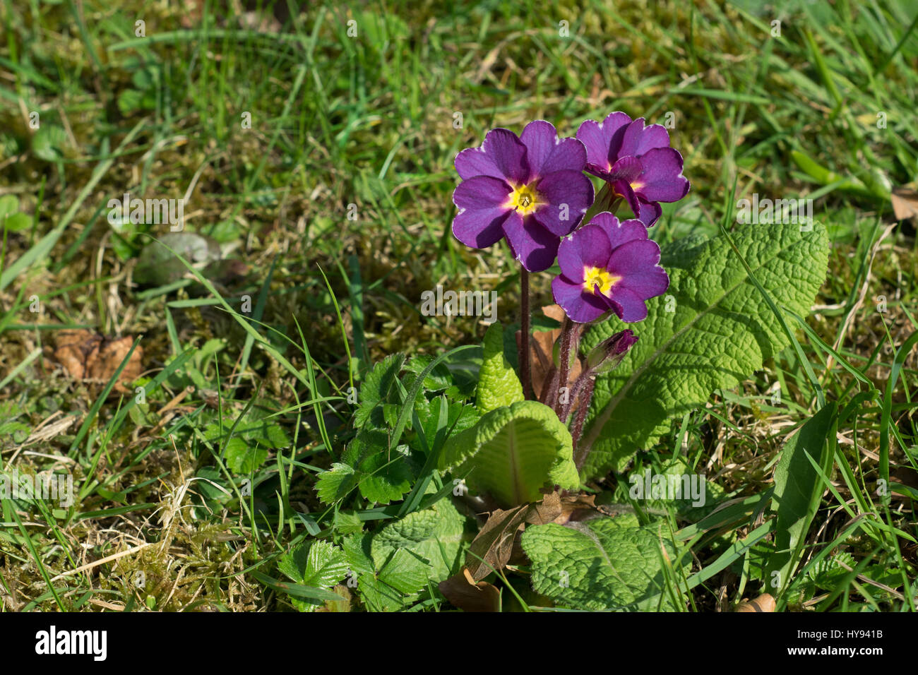 White primroses and grass hi-res stock photography and images - Alamy