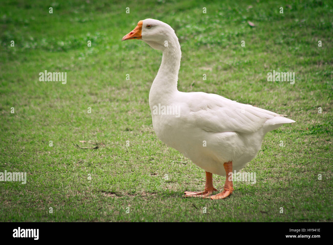Side view of white goose standing on green grass Stock Photo - Alamy