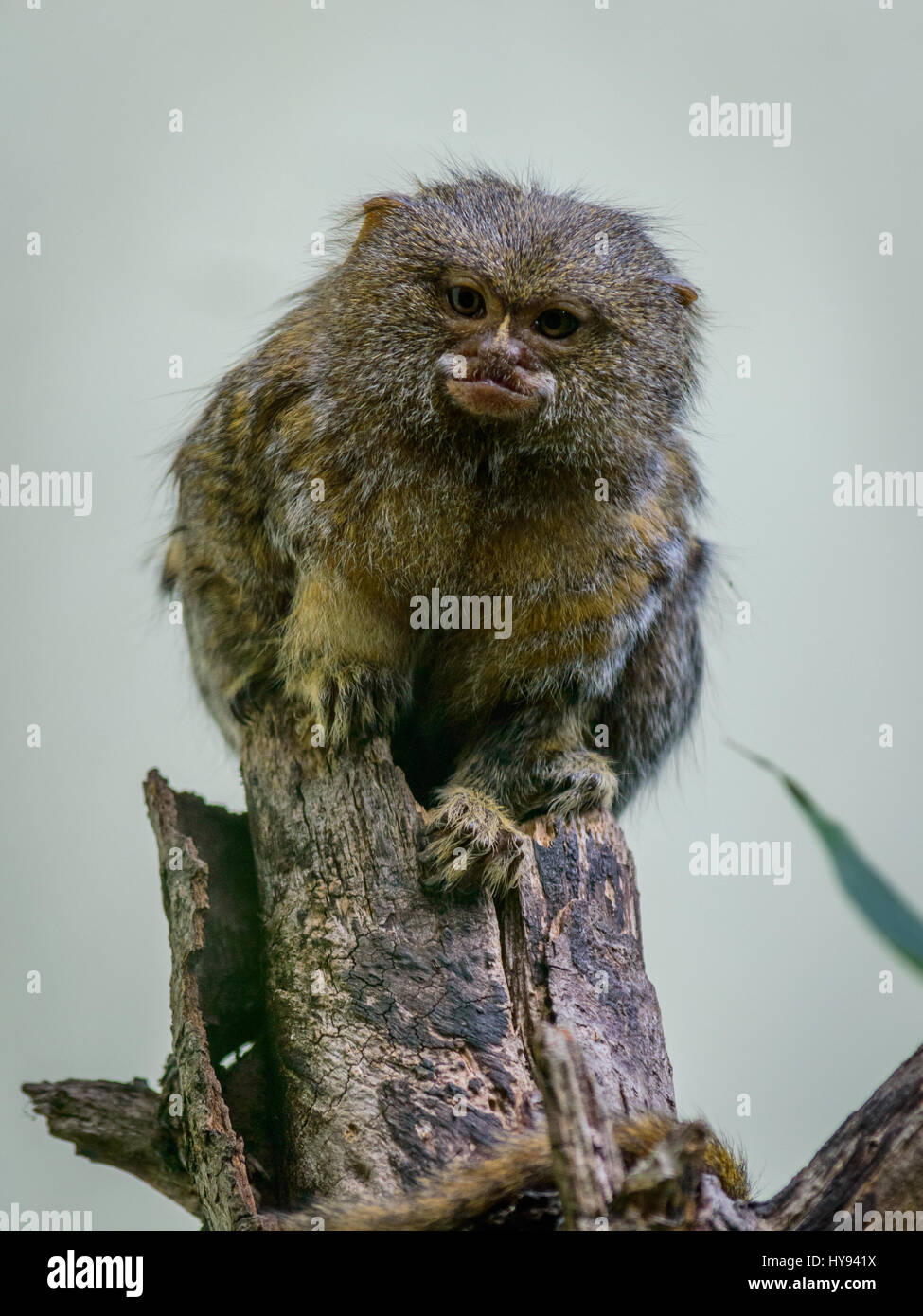 The pygmy marmoset (Cebuella pygmaea) is a small New World monkey ...