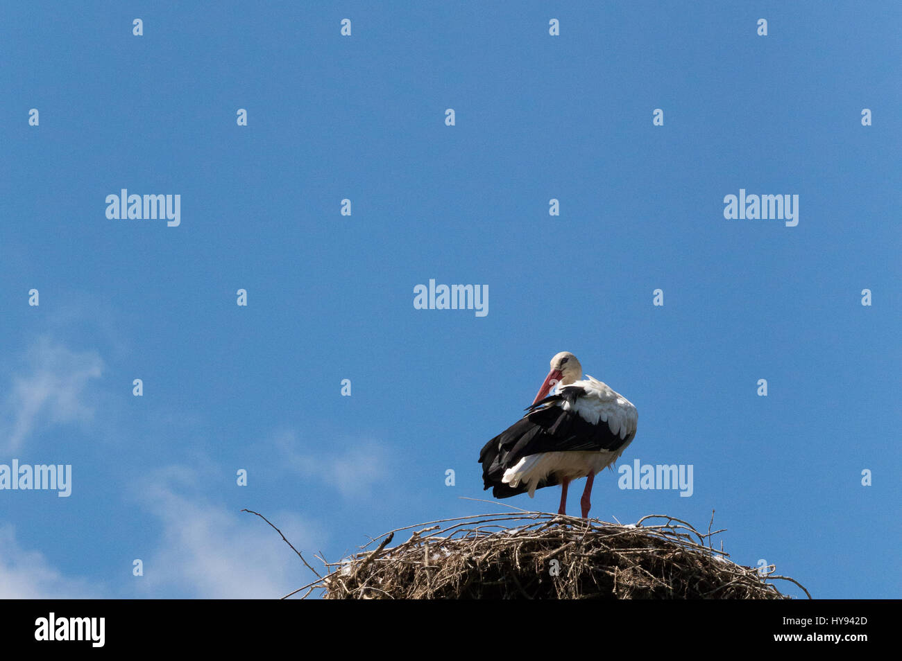 The white stork (Ciconia ciconia) is a large bird in the stork family ...