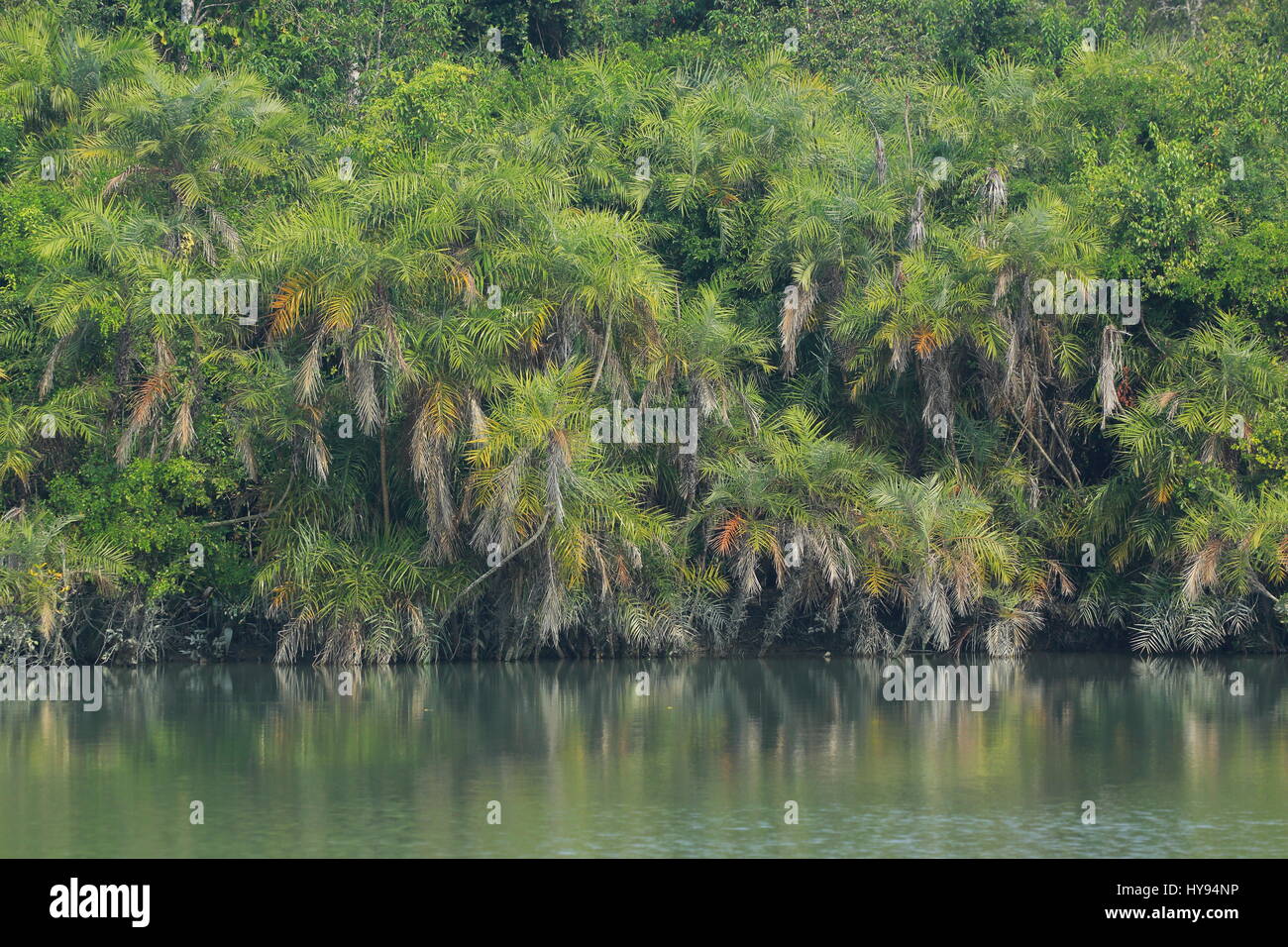 The Sundarbans, a UNESCO World Heritage Site and a wildlife sanctuary ...