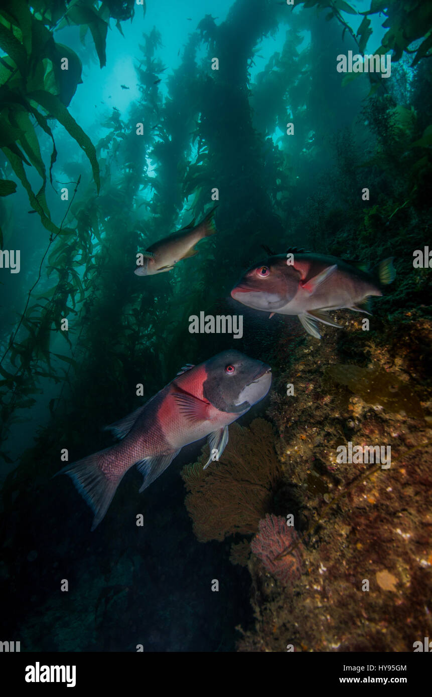 Sheepshead Fish in the Kelp of California Stock Photo - Alamy
