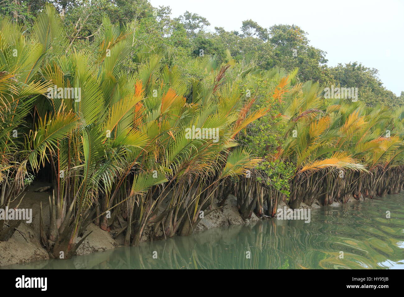 Nipah palm trees, also known as "golpata", in the Sundarbans, Bagerhat ...