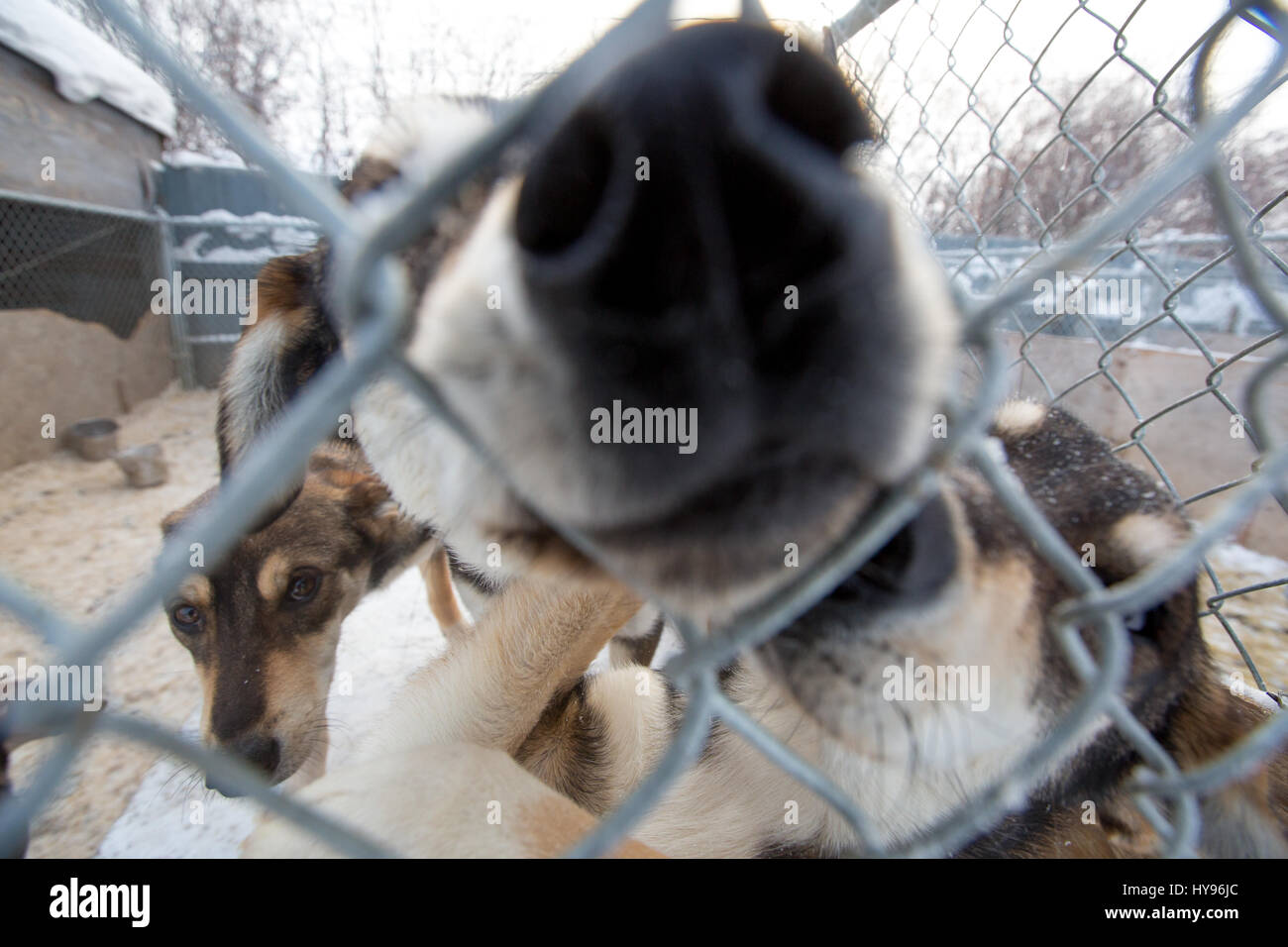 Working sled dog breed hi-res stock photography and images - Alamy