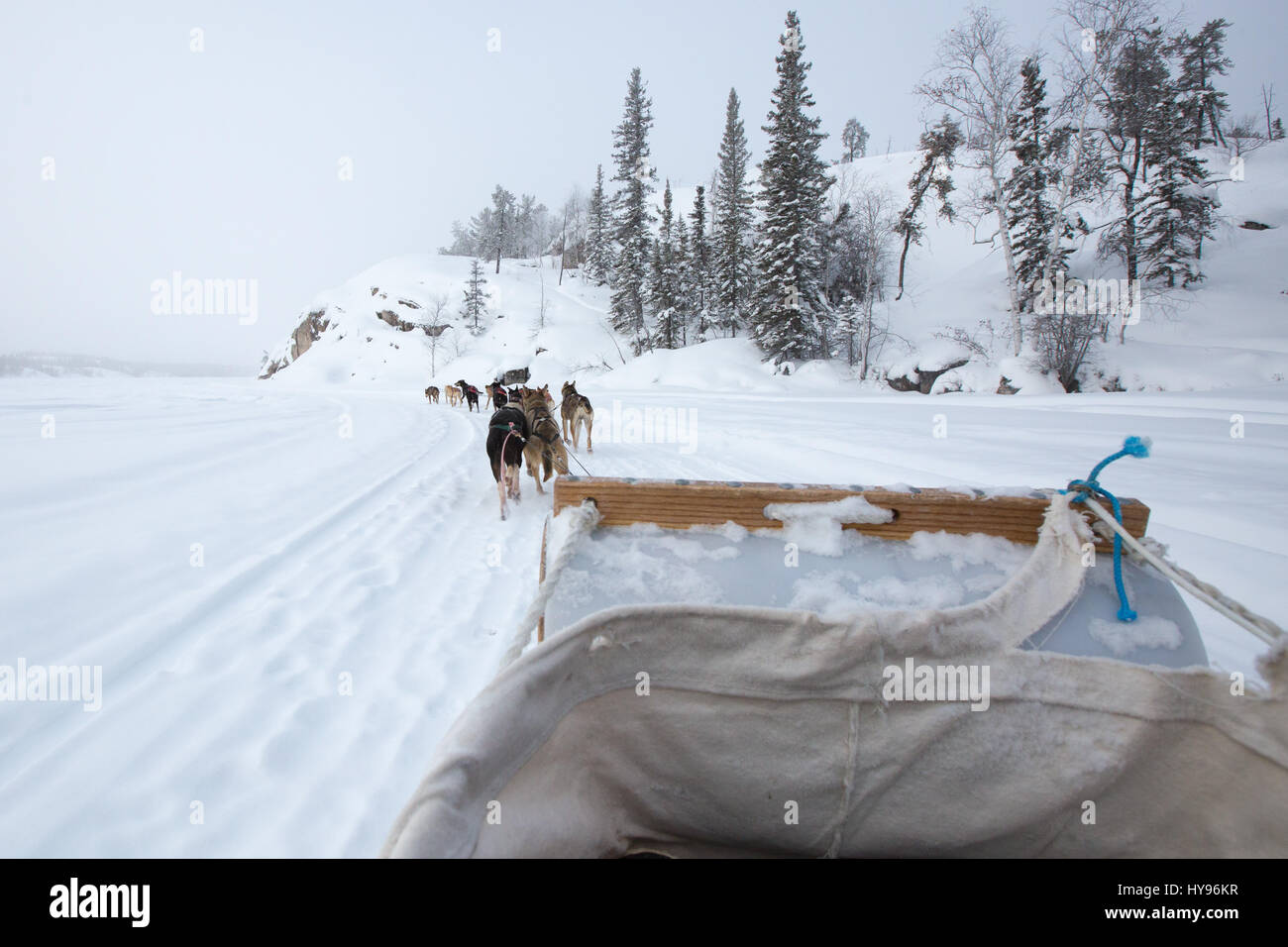 Dog sled team canada hi-res stock photography and images - Alamy