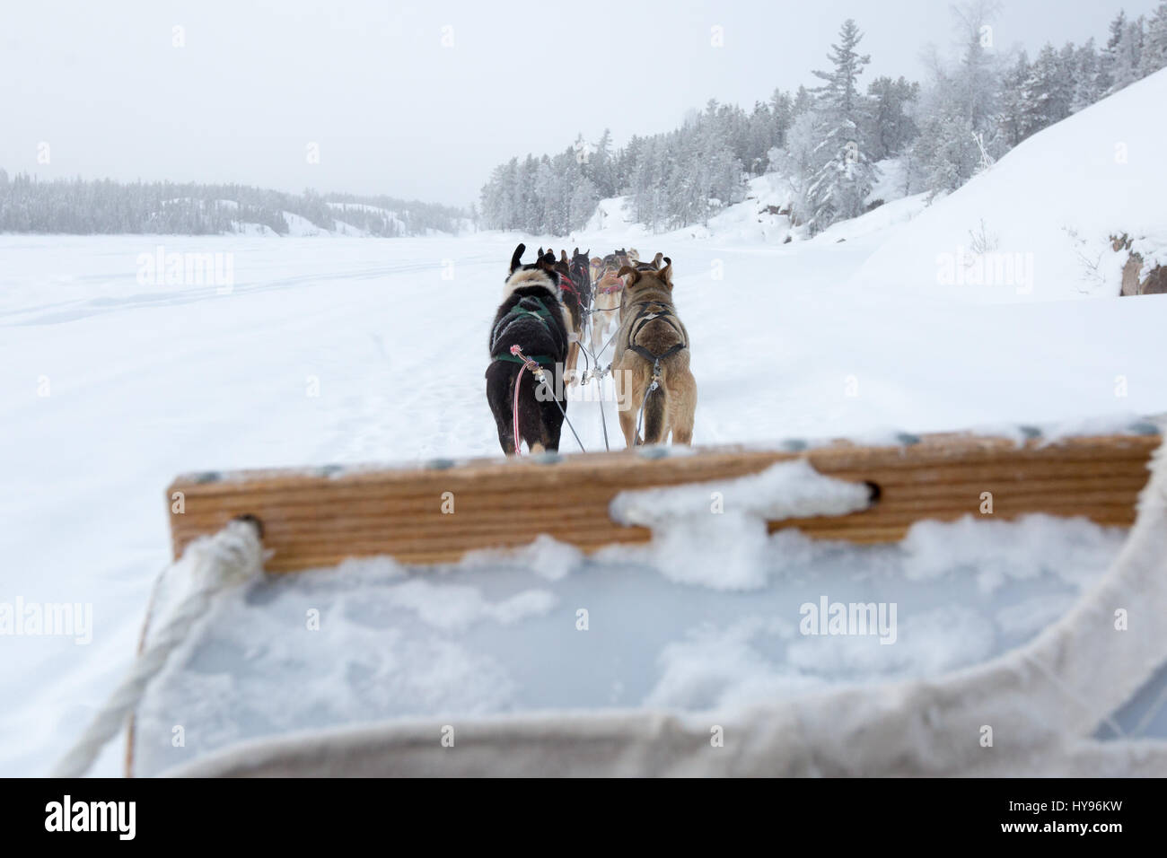 Mushing sledding hi-res stock photography and images - Alamy