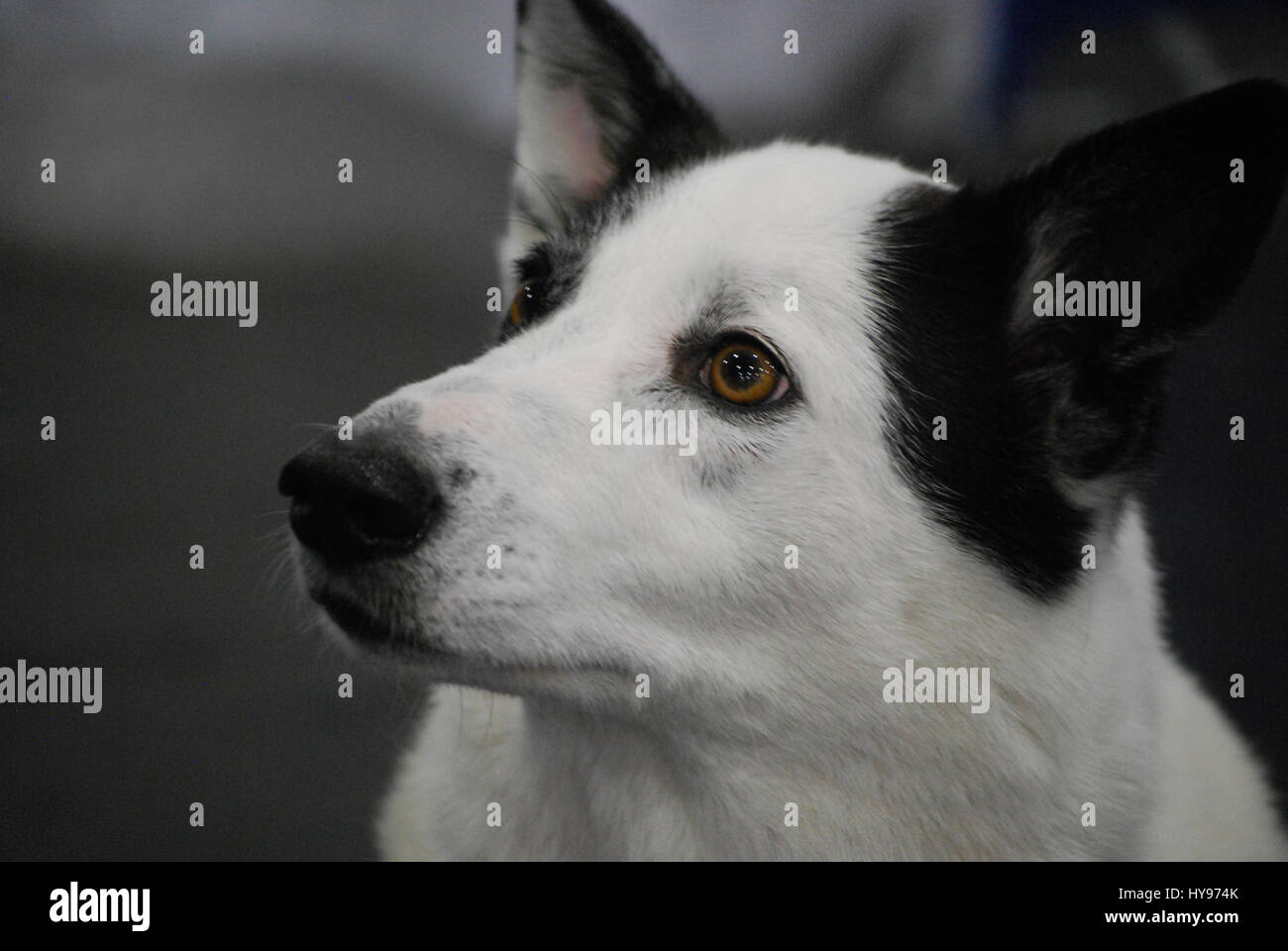 Can A Canaan Dog Live In Israel