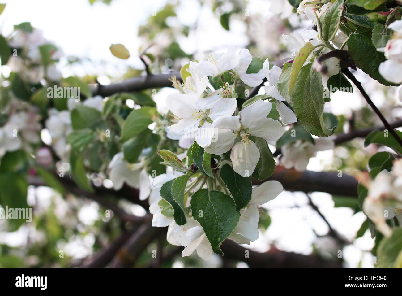 flowering apple tree with bright white flowers Stock Photo - Alamy