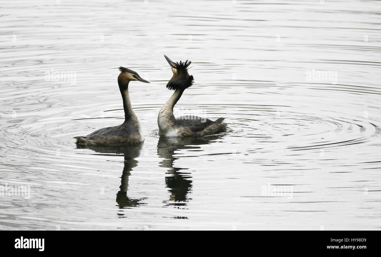 Great Crested Grebes display, february 2017 | usage worldwide Stock ...
