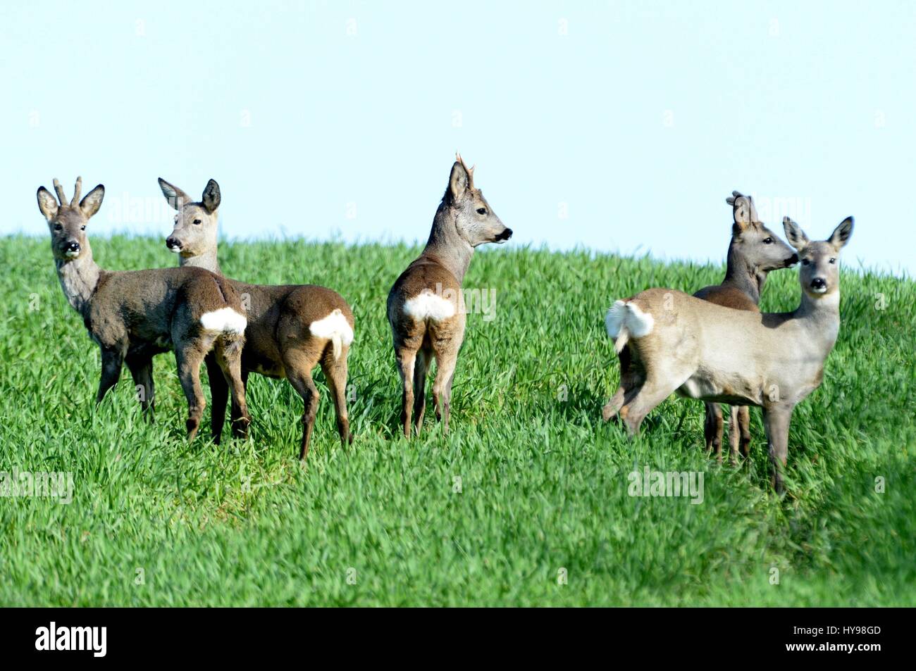 Rehe im Feld, Frühjahr | usage worldwide Stock Photo - Alamy