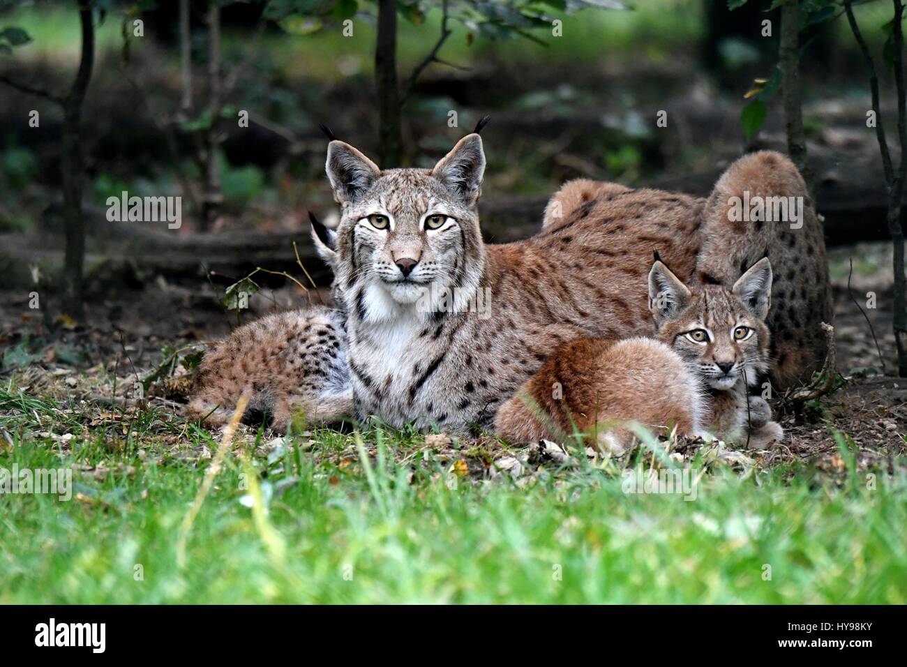 Lynx | usage worldwide Stock Photo - Alamy